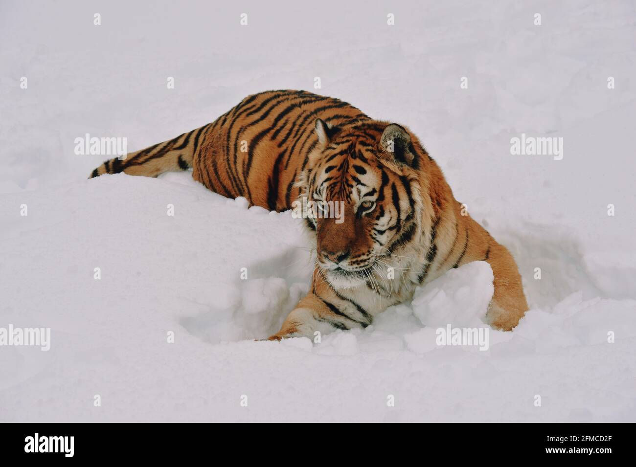 tiger in snow Stock Photo - Alamy