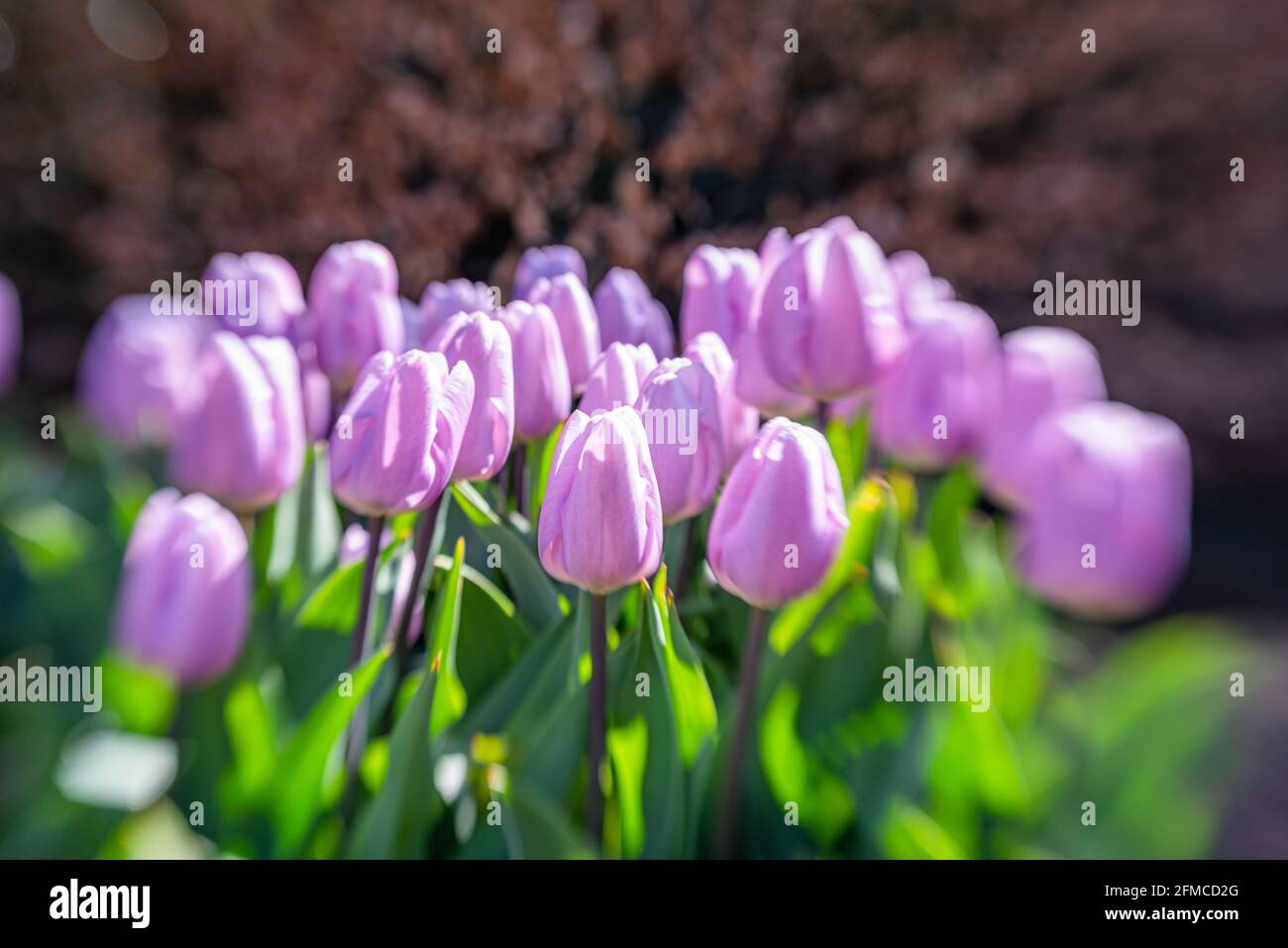 Group of Lilac Tulips Stock Photo - Alamy