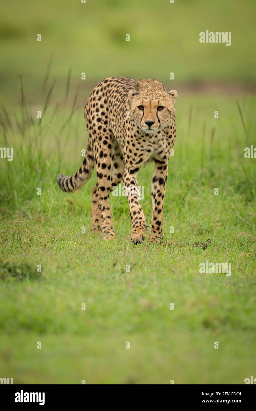 Cheetah walks across short grass raising paw Stock Photo - Alamy