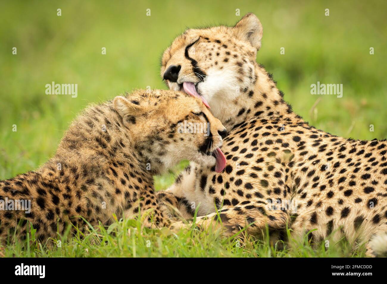 Close-up of cheetah and cub grooming together Stock Photo - Alamy