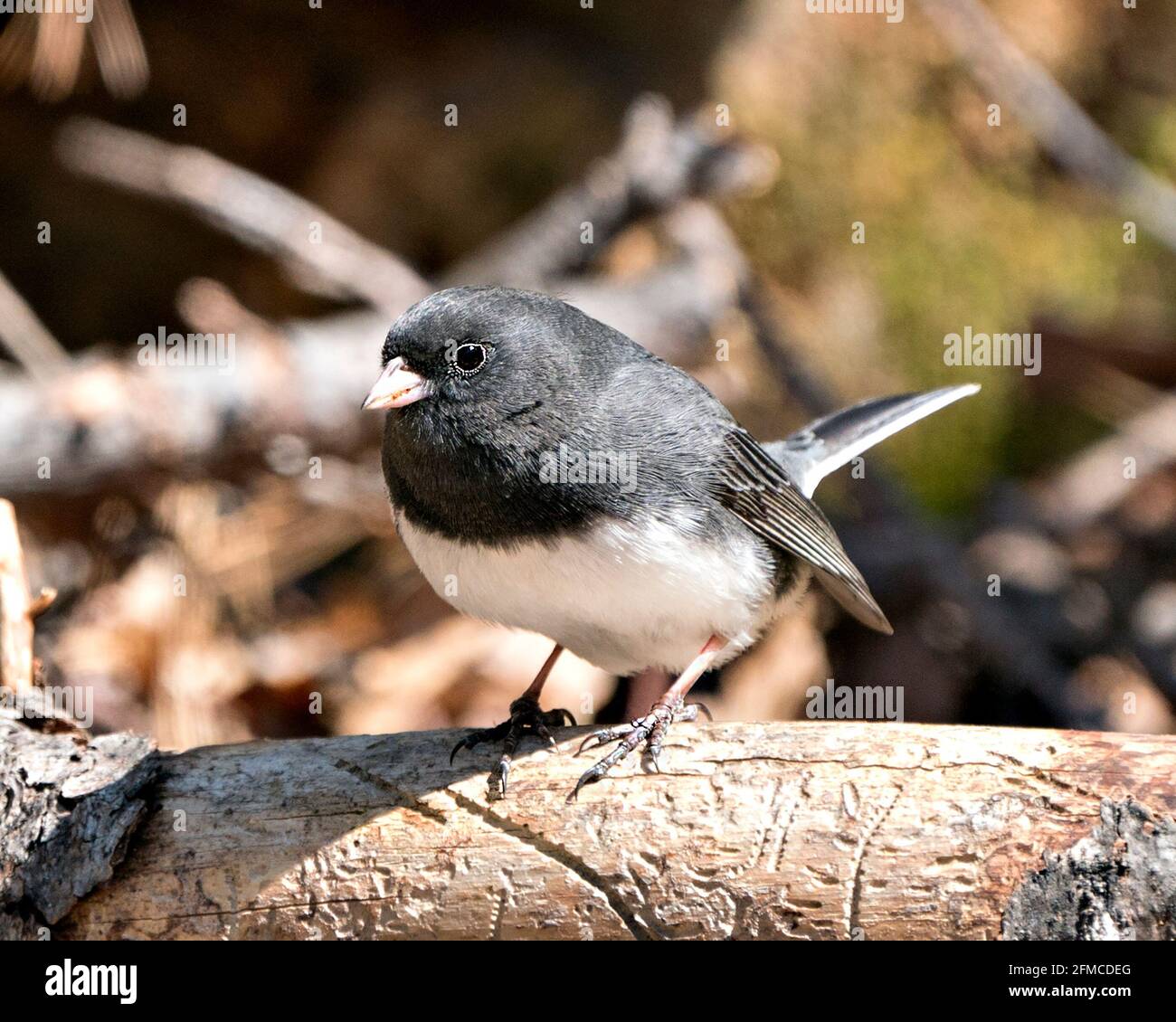 Dark eyed junco cute bird hi-res stock photography and images - Alamy