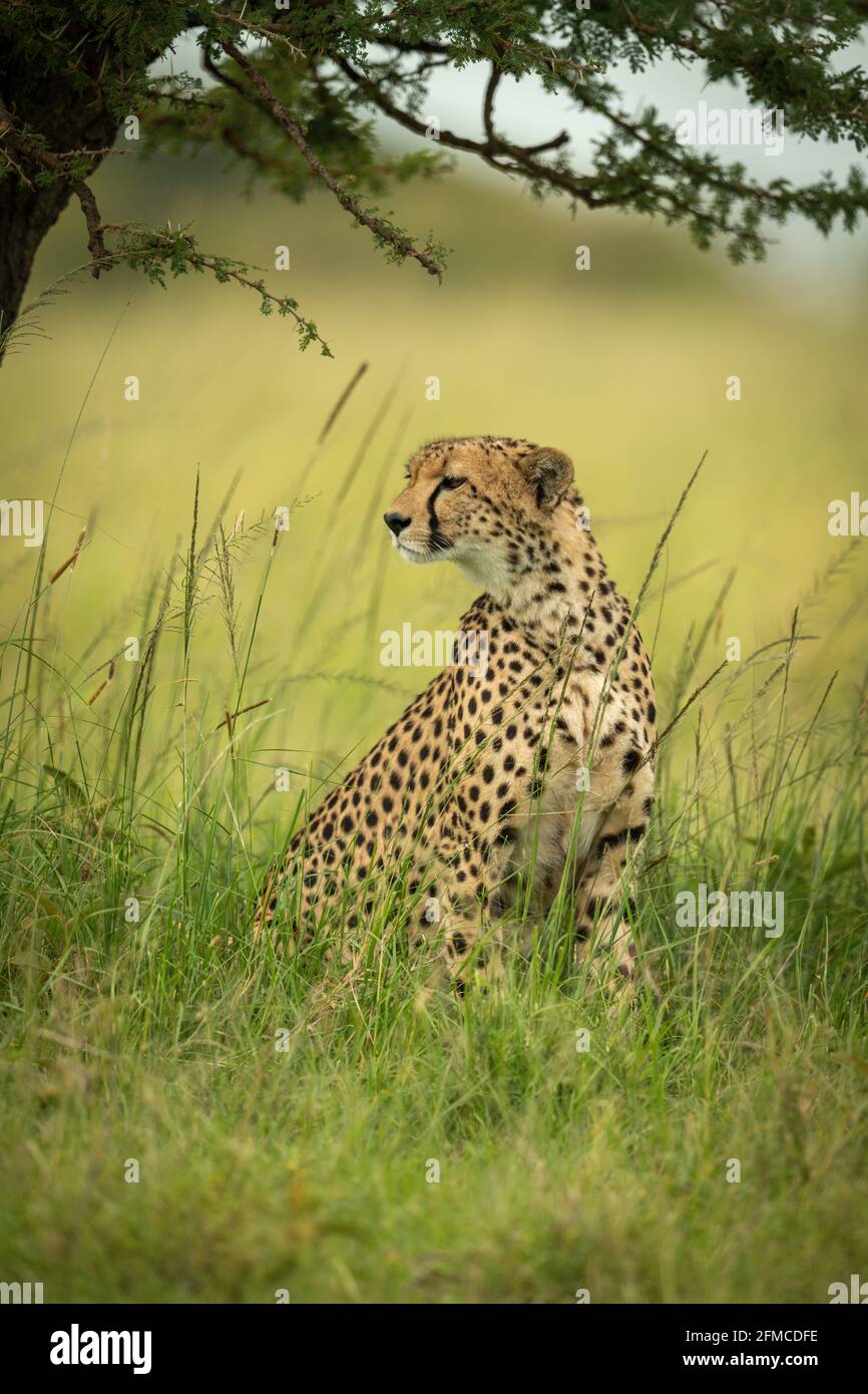Cheetah sits under tree in long grass Stock Photo - Alamy