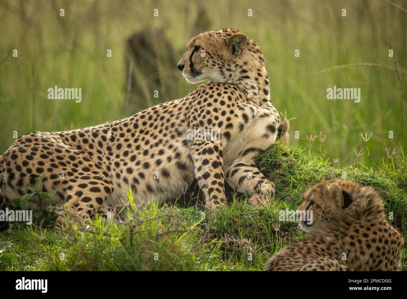 Close-up of cheetah and cub looking back Stock Photo - Alamy