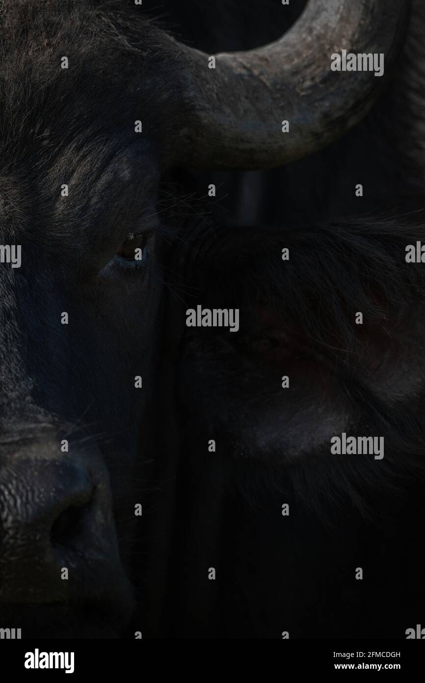 Close-up of Cape buffalo head in shadow Stock Photo - Alamy