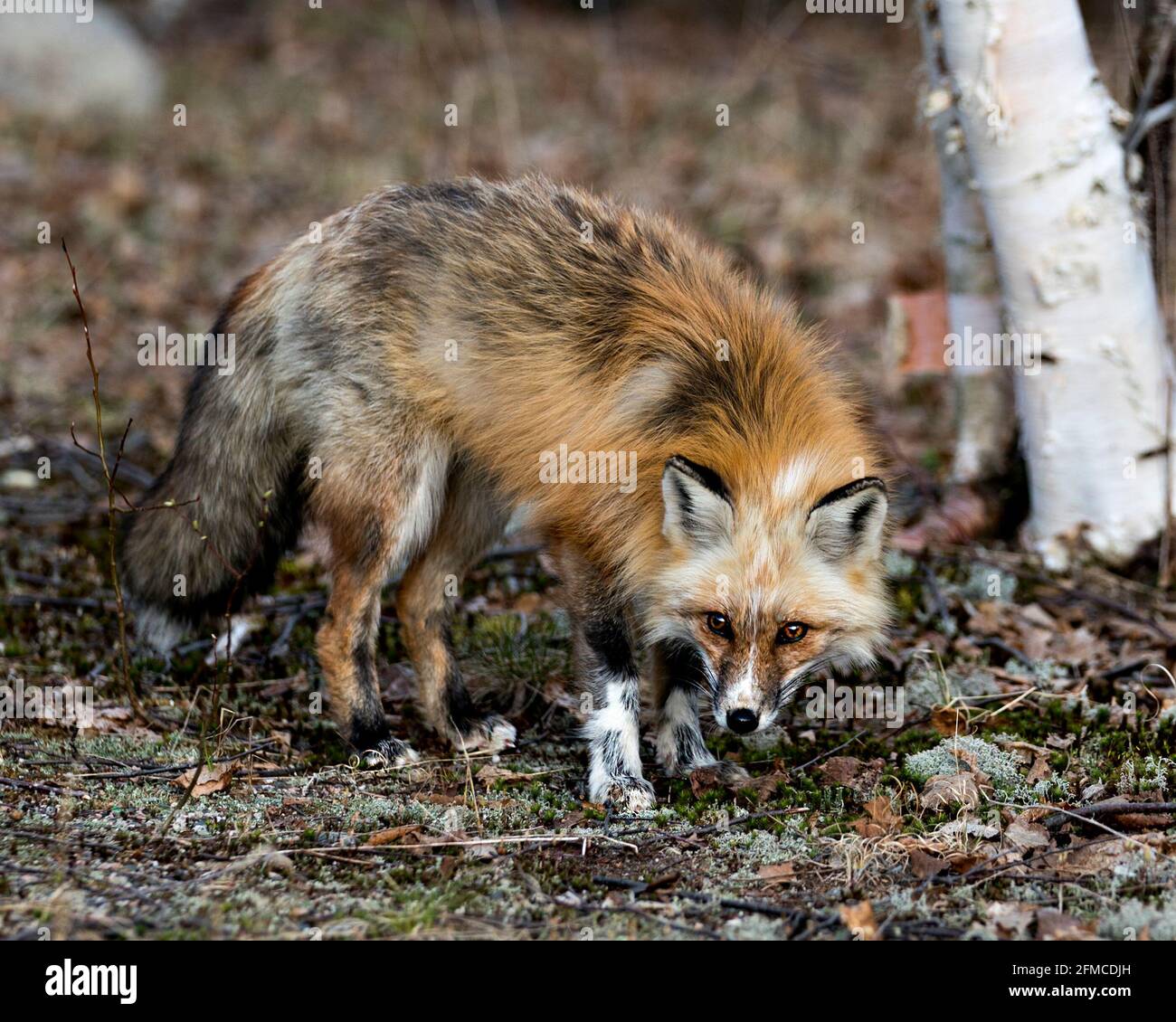 Red unique fox close-up profile side view in the springtime in its ...