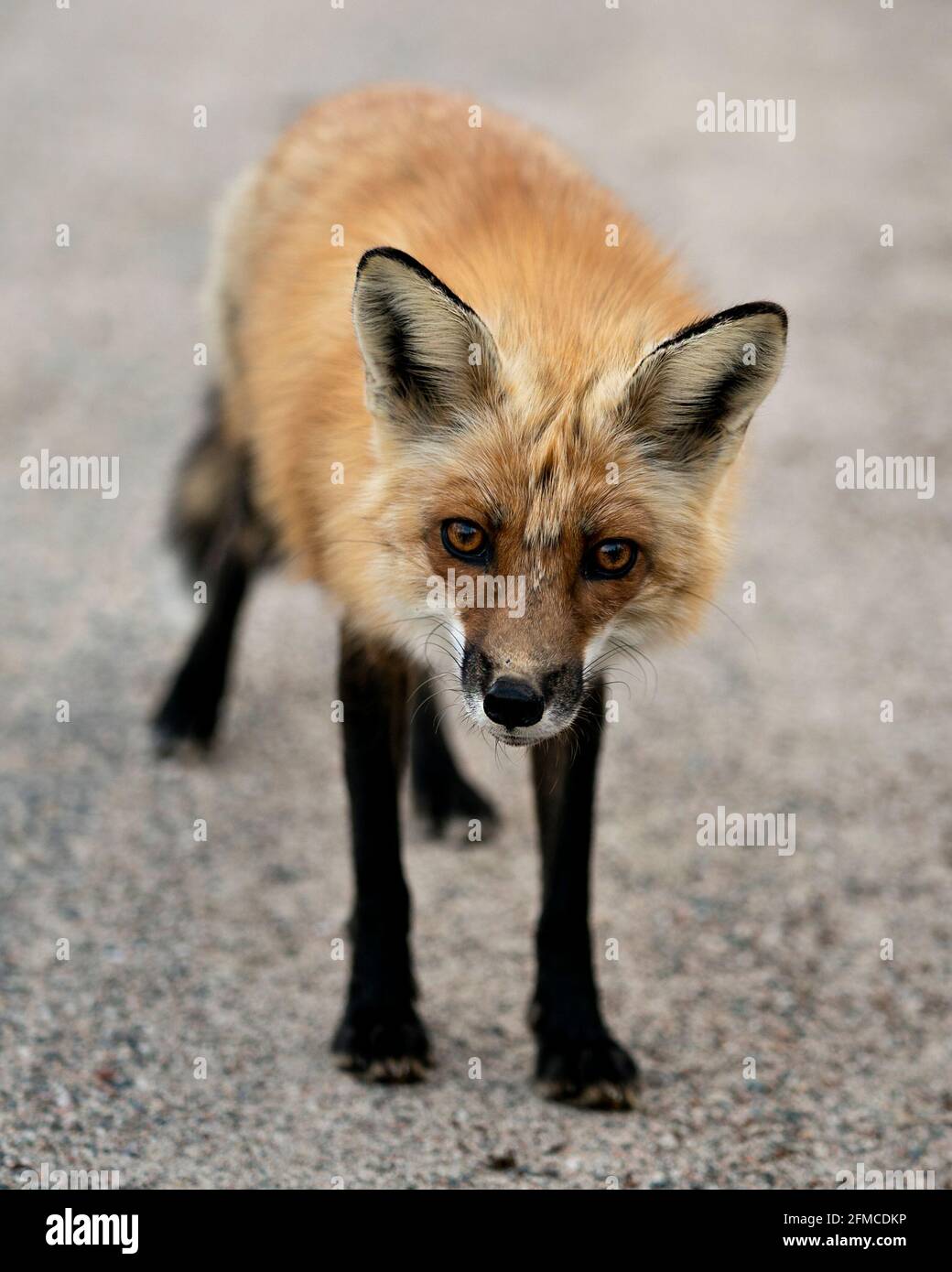 Red fox amazing animal image hi-res stock photography and images - Alamy