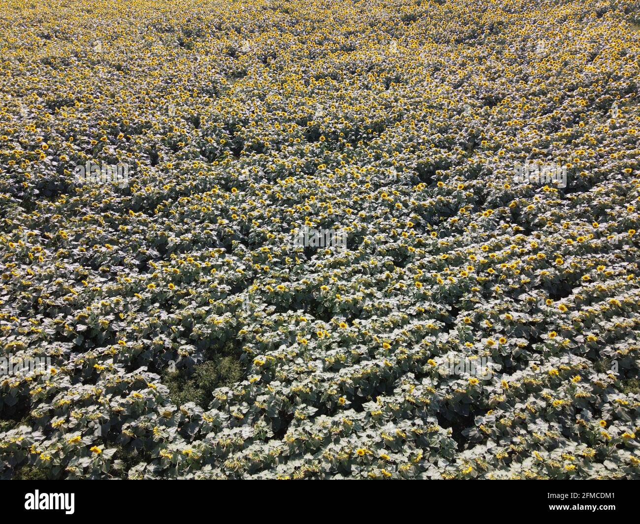 Sunflower field on a sunny day, aerial view. Farm field planted with ...
