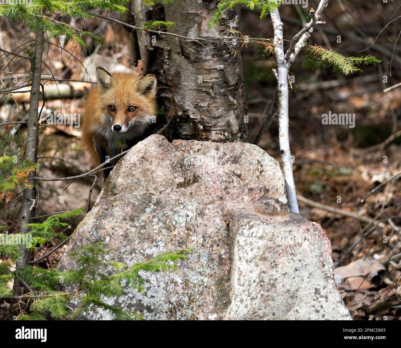 Red fox head close-up profile view in the springtime in its environment ...