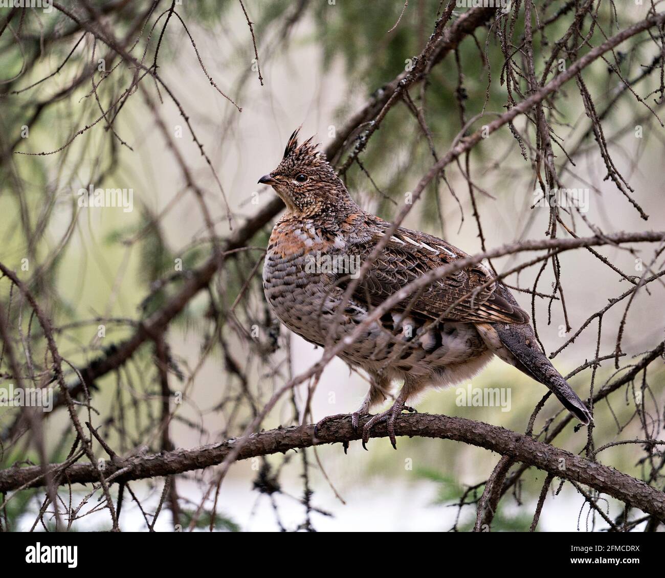 Partridge close-up profile view perched with blur background in the ...