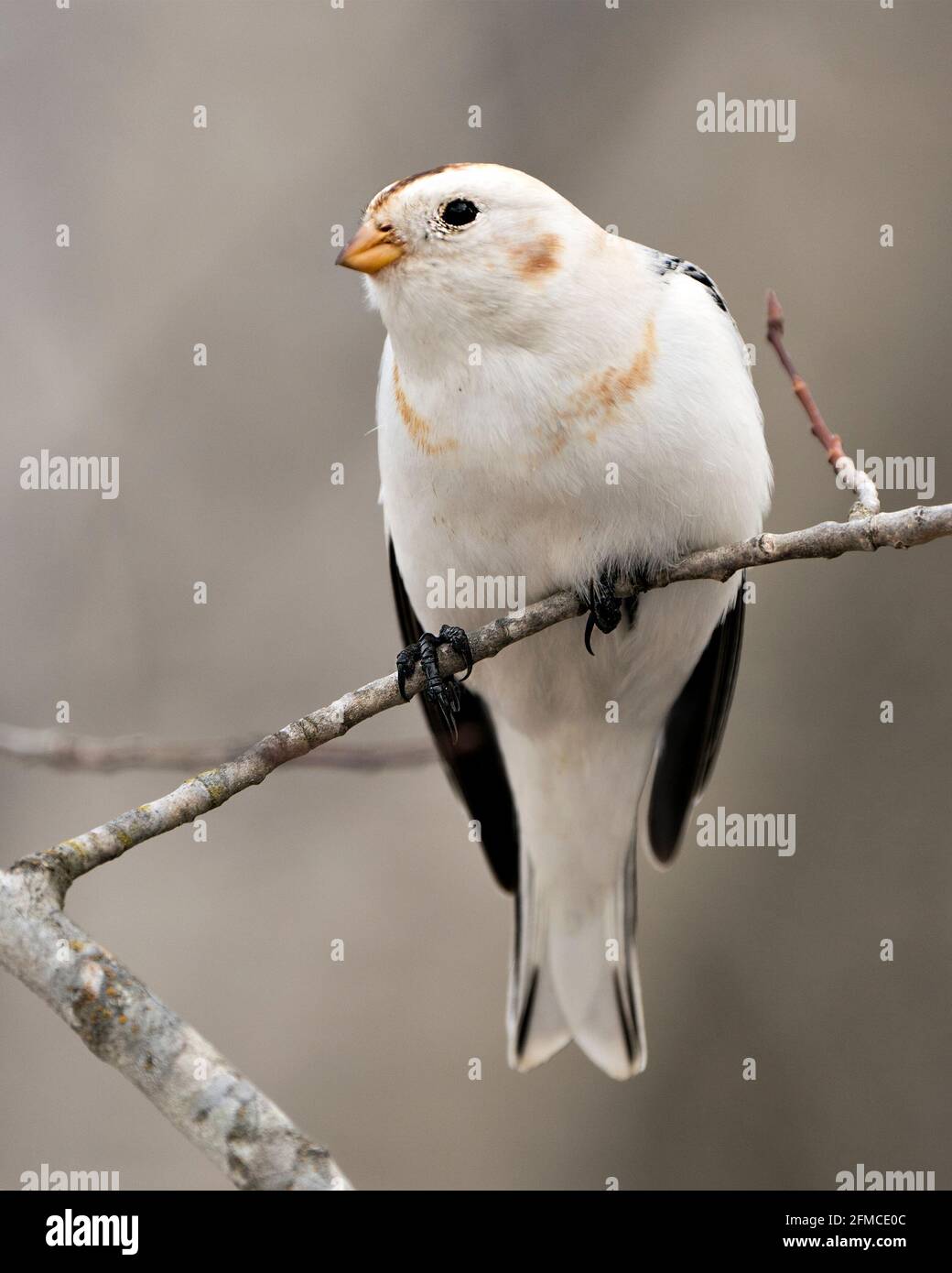 Bunting magazine bird photo hi-res stock photography and images - Alamy