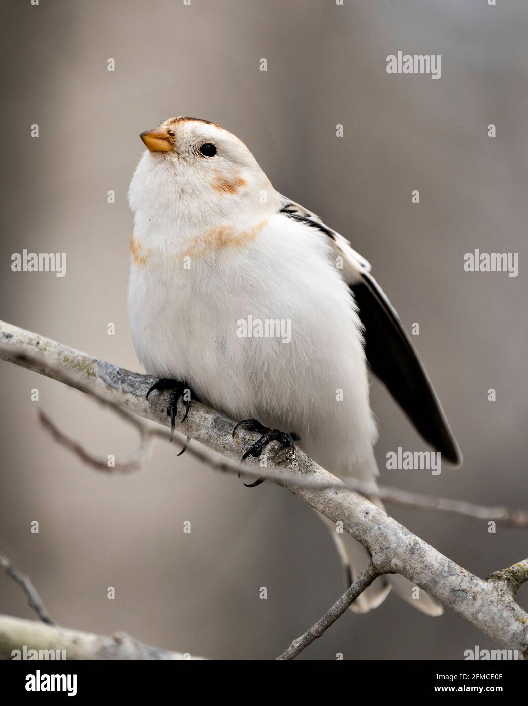Bunting magazine bird photo hi-res stock photography and images - Alamy