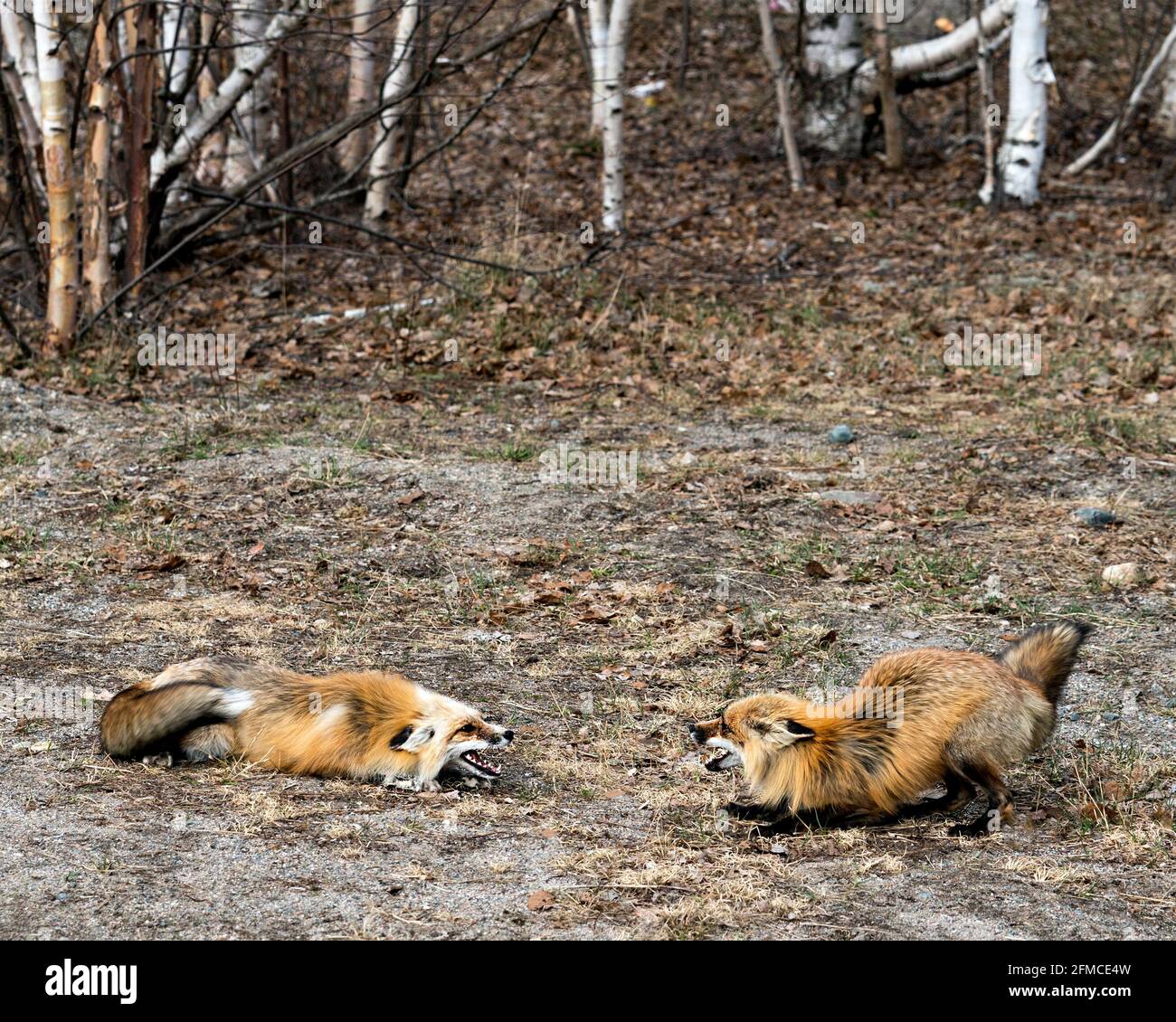 Red fox couple interacting with birch trees background in the ...