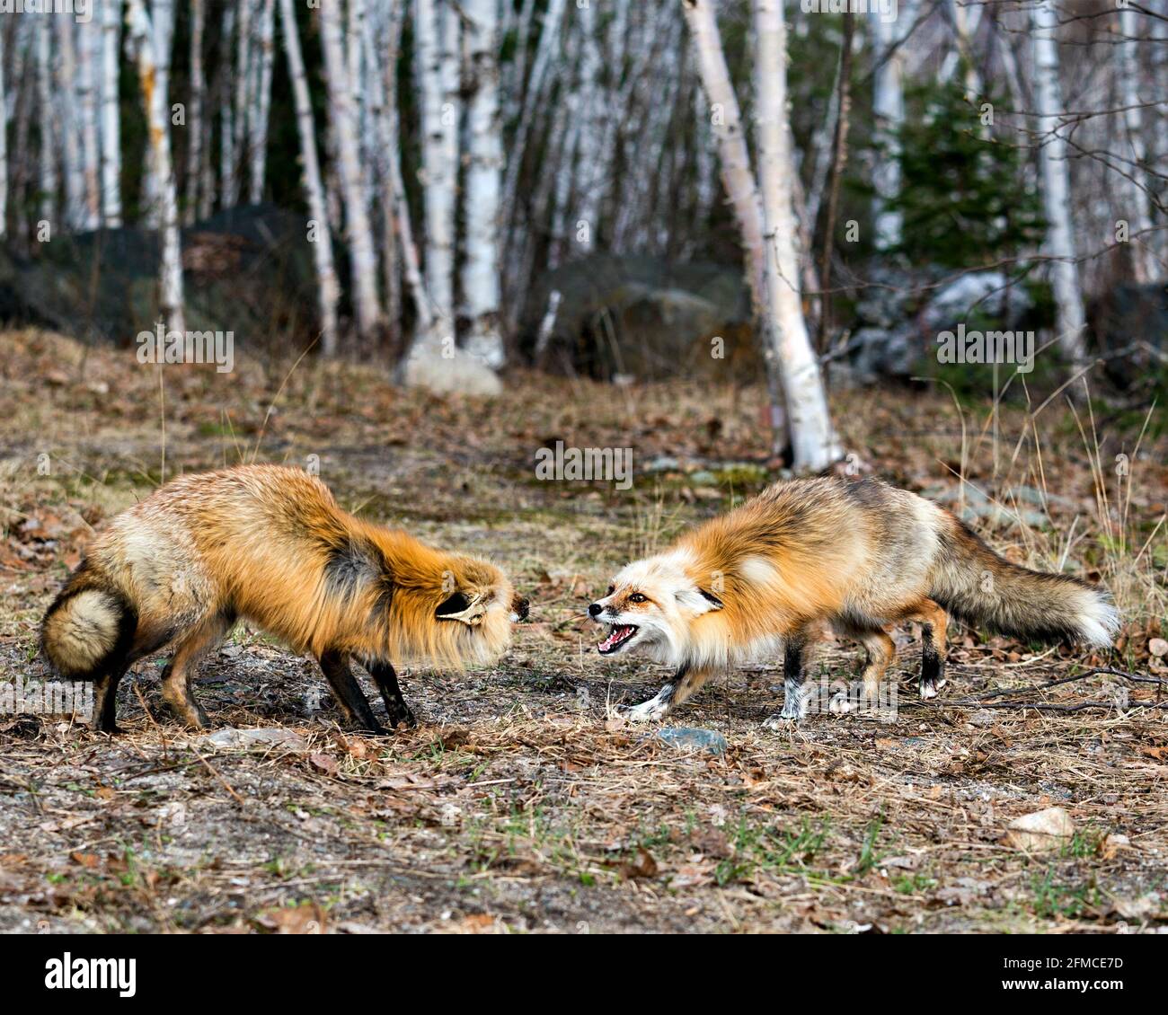 Red fox couple interacting with birch trees background in the ...