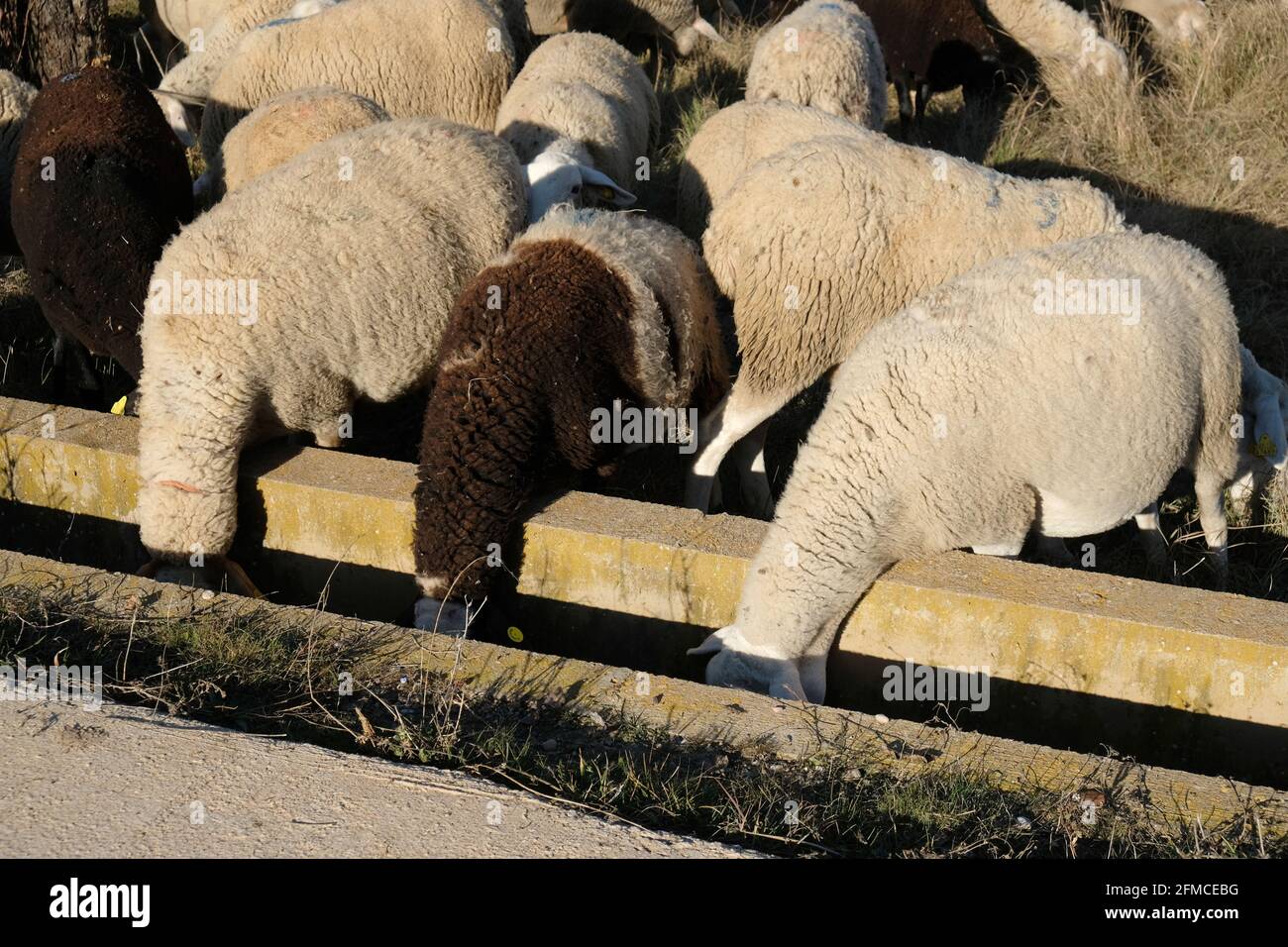 Three sheep drink from a water trough. They are part of a flock of ...