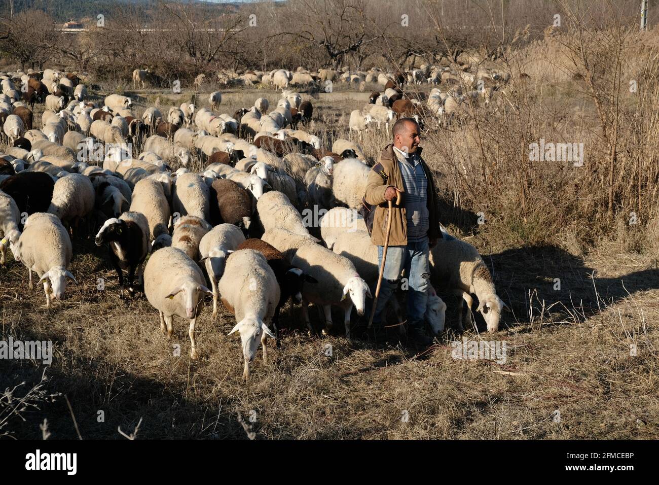 Sheep herded herding man shepherd hi-res stock photography and images ...