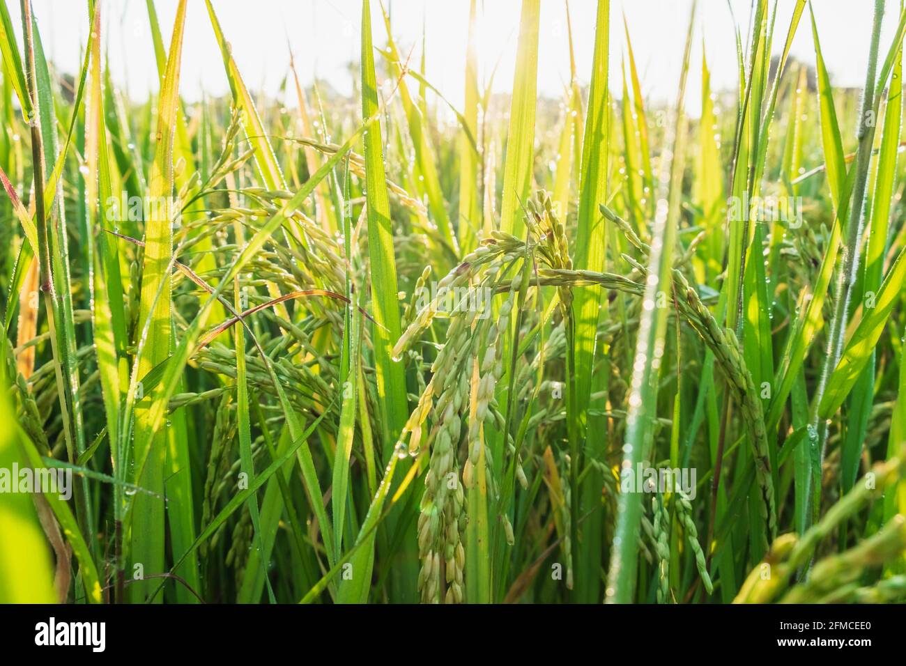 Close up rice plants yield ripening growing waiting for harvest Stock ...