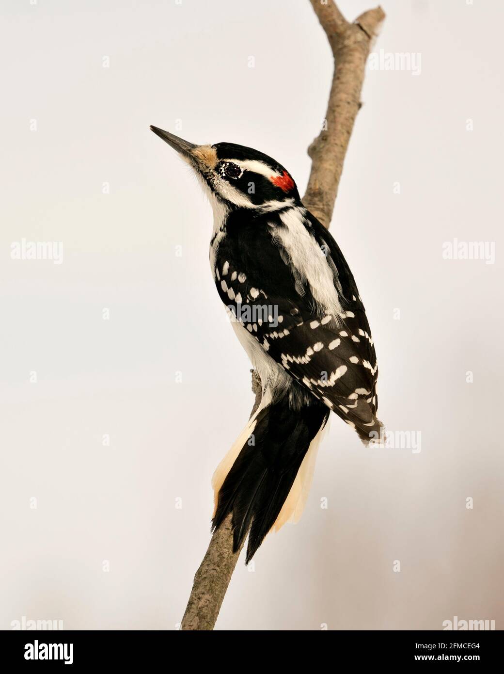 Hairy male woodpecker image hi-res stock photography and images - Alamy