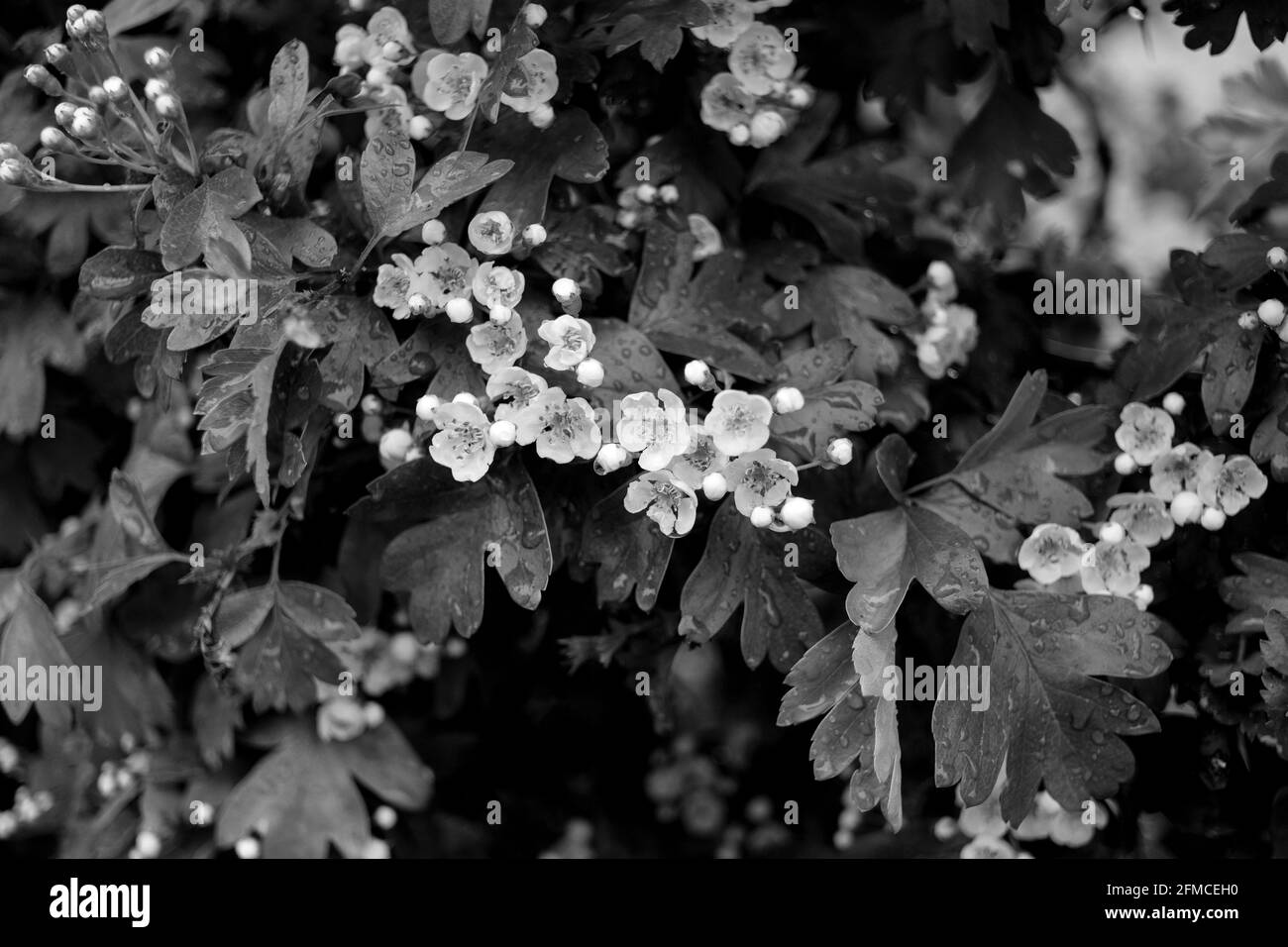 Uk spring blossom Black and White Stock Photos & Images - Alamy