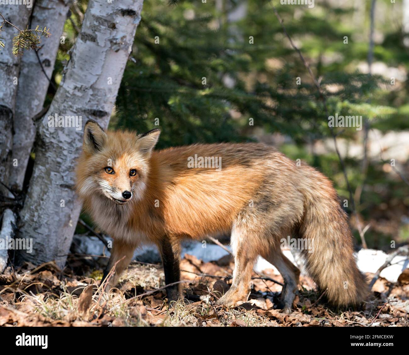 Red fox close-up profile side view in the spring season displaying fox ...