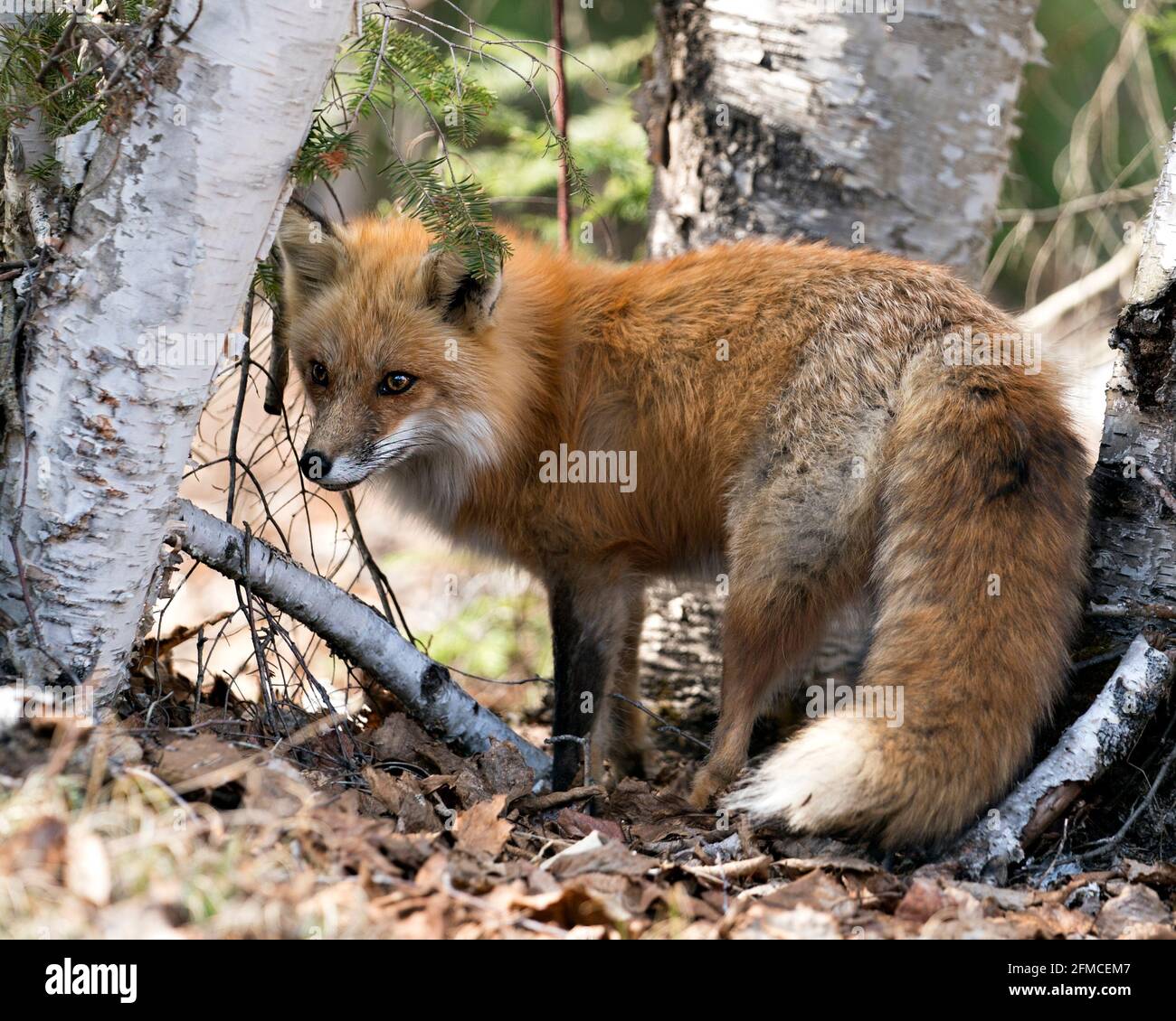 Red fox close-up profile side view in the spring season displaying fox ...