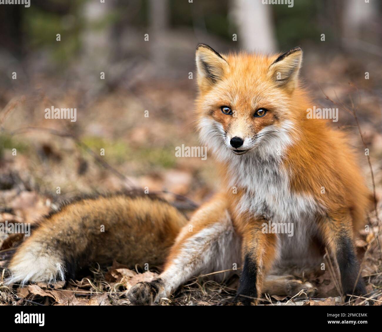 Red fox awesome animal hi-res stock photography and images - Alamy