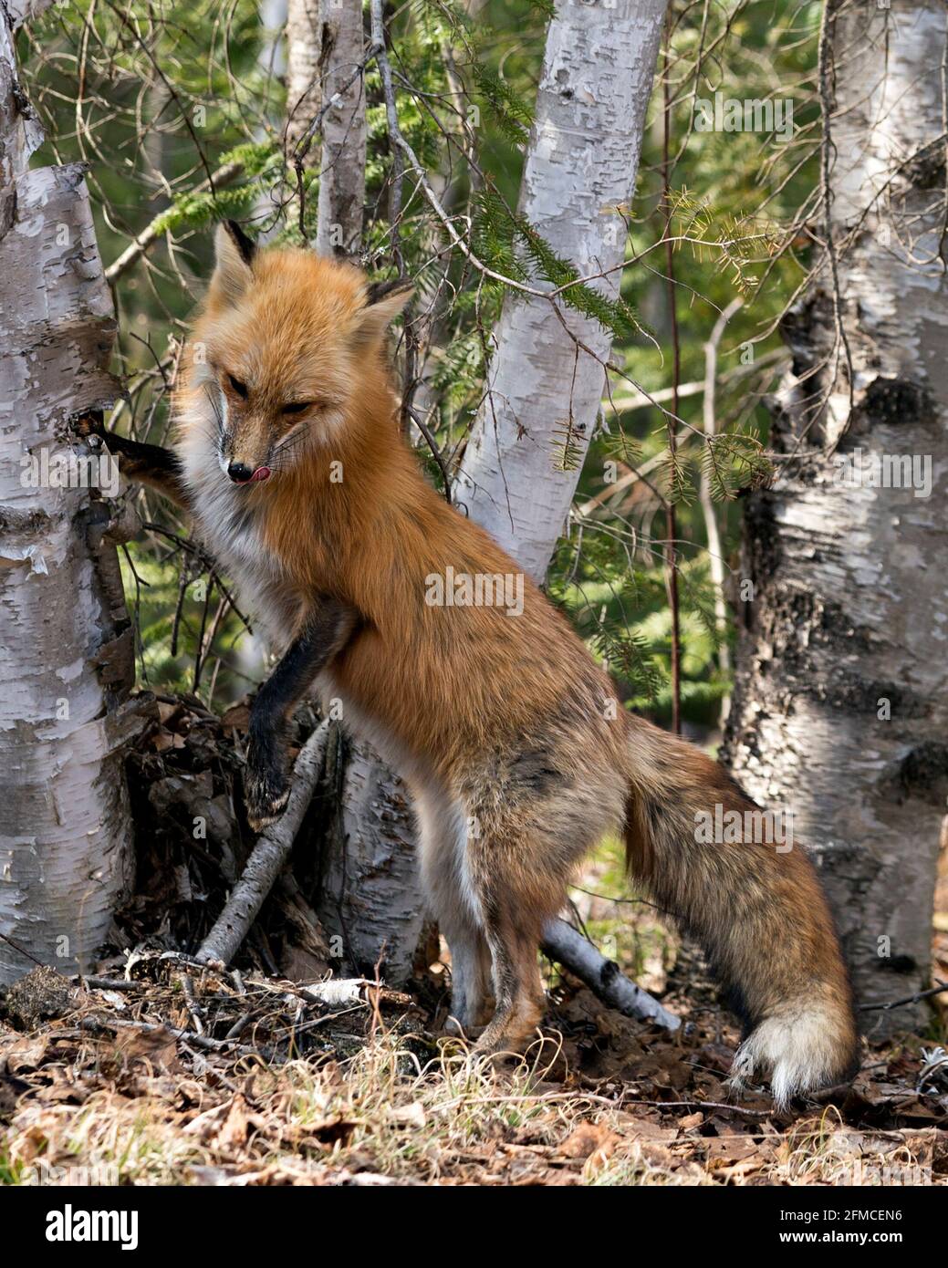 Fox animal with birch trees hi-res stock photography and images - Alamy