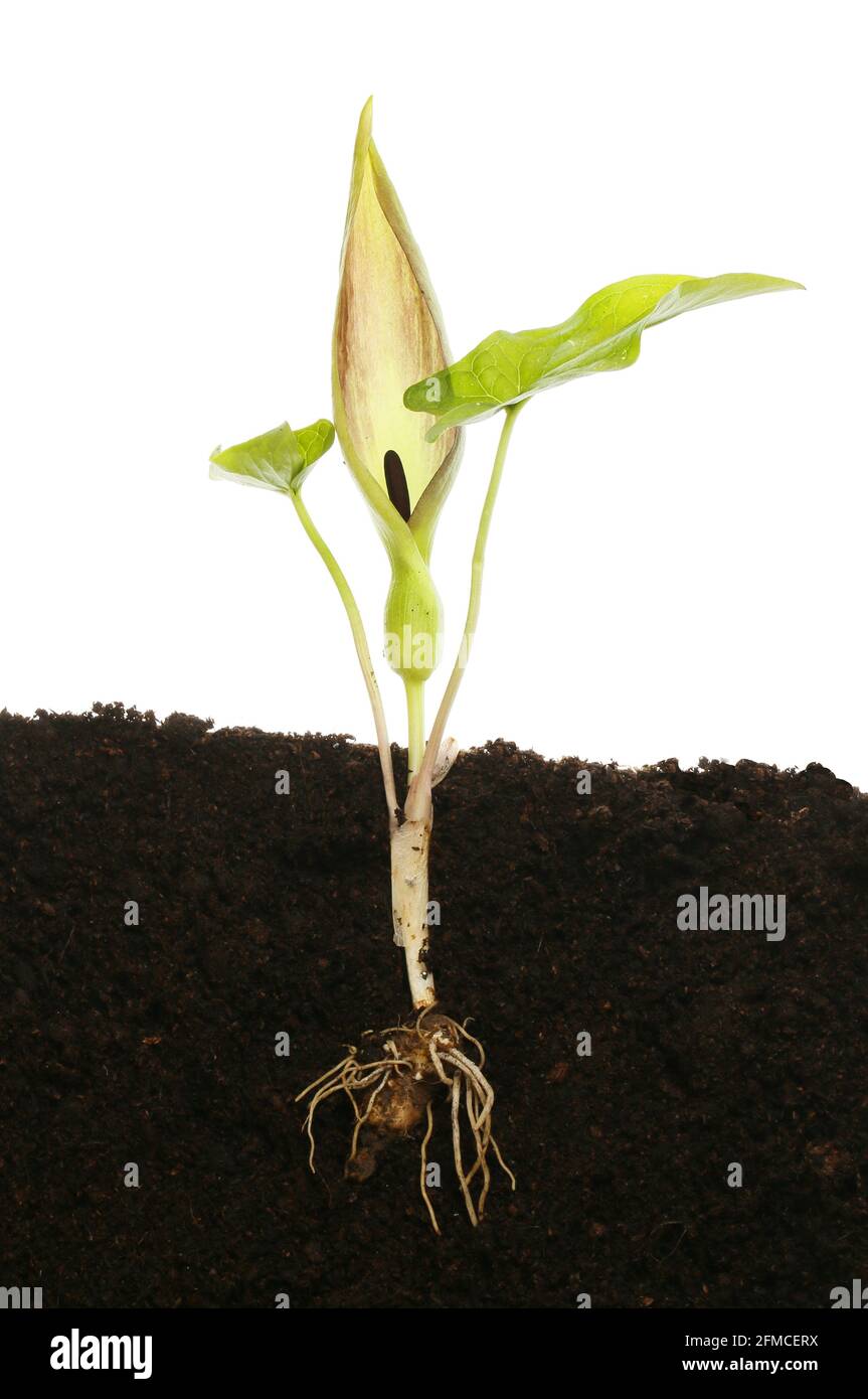 Arum maculatum flower leaves and roots in soil against a white ...
