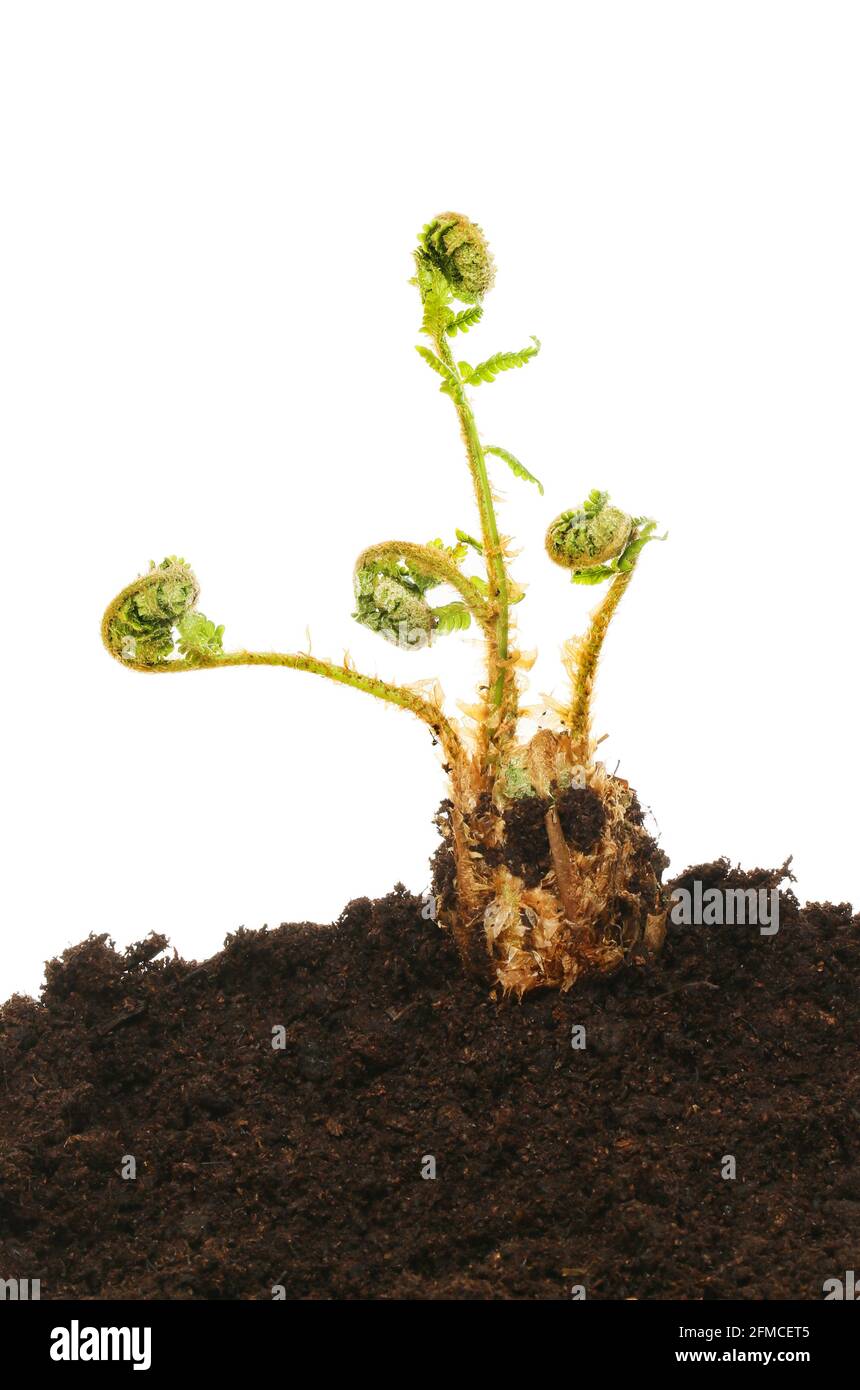 Young fern fronds growing in soil against a white background Stock ...