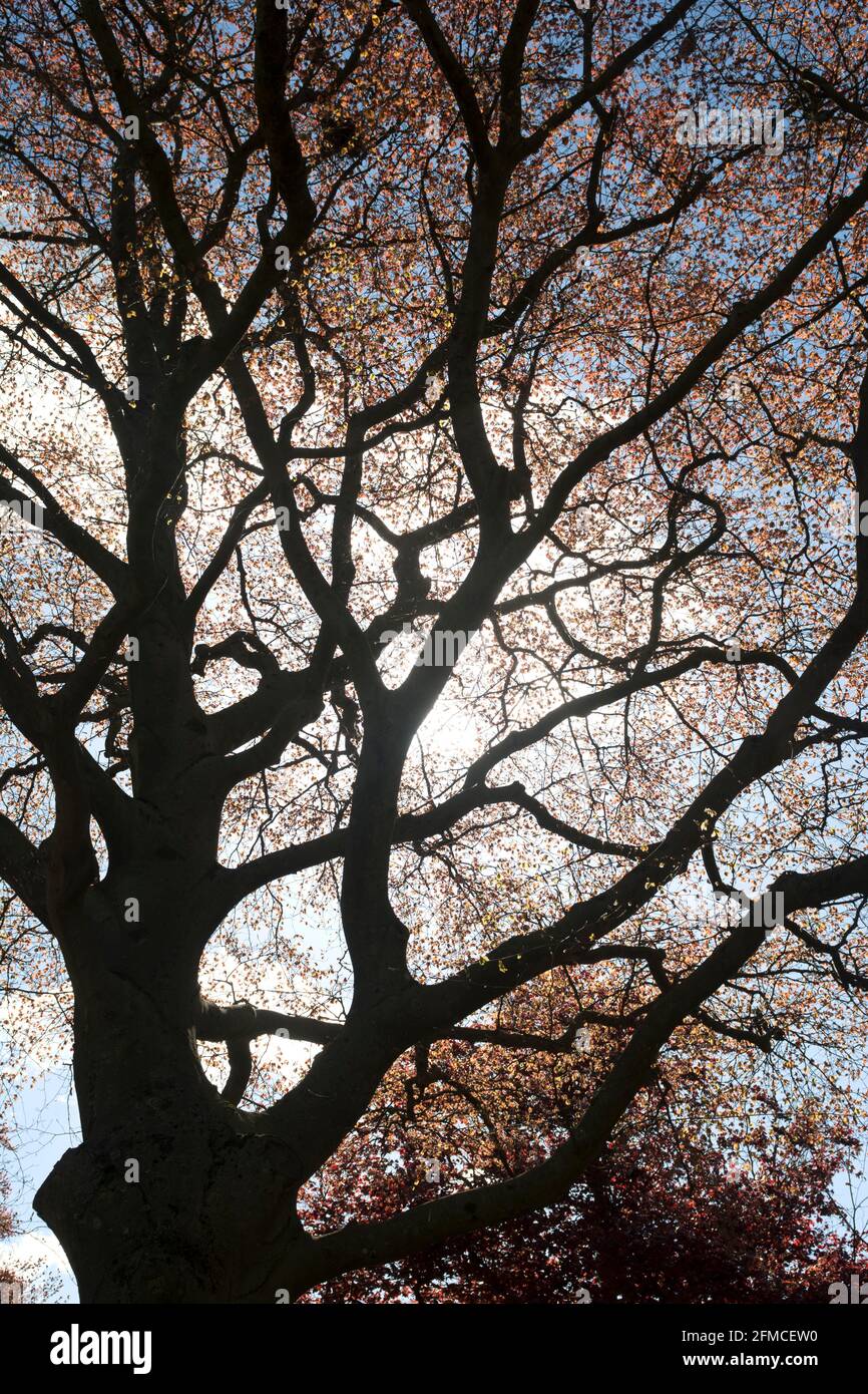 Copper beech tree hi-res stock photography and images - Alamy