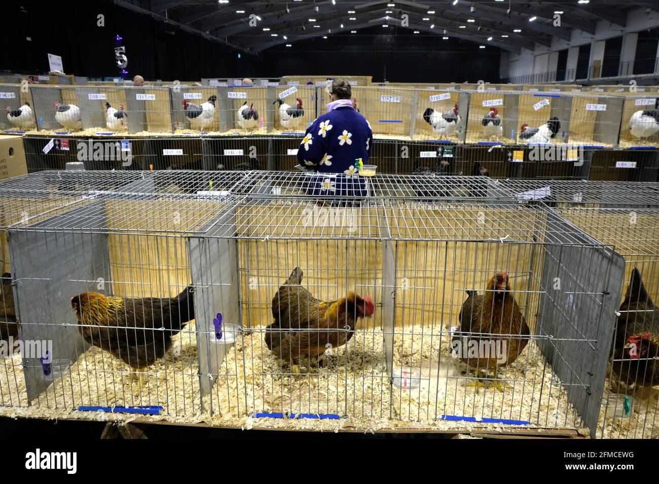 National Poultry Show, Telford UK. A judge inspects the exhibits Stock ...