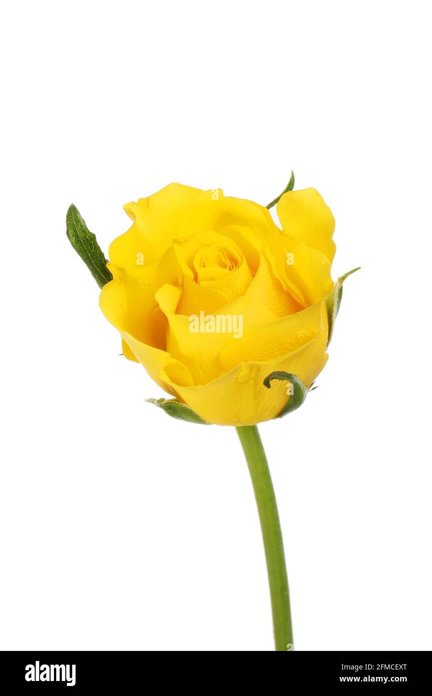 Single yellow rose flower isolated against white Stock Photo - Alamy