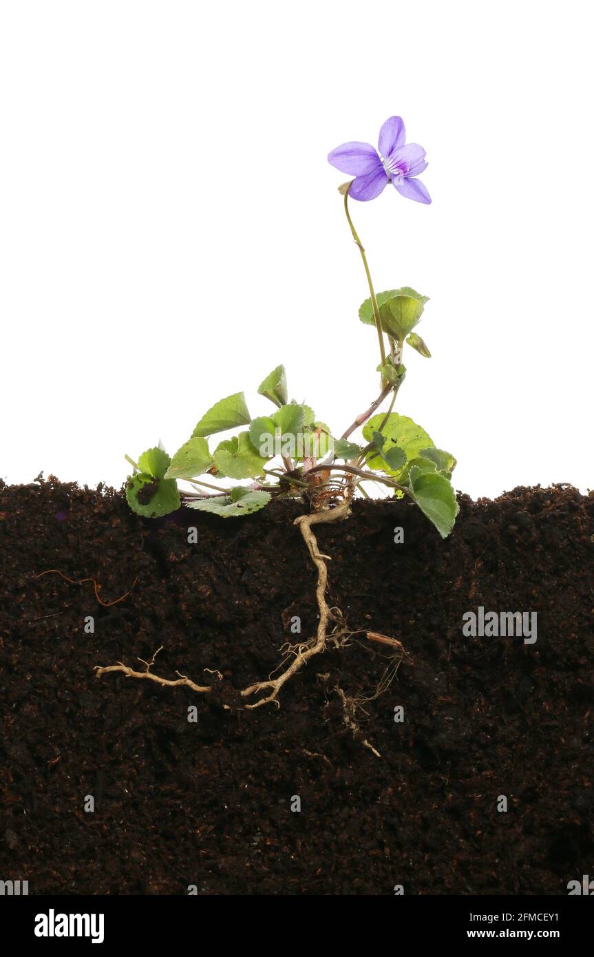 Roots in soil hi-res stock photography and images - Alamy