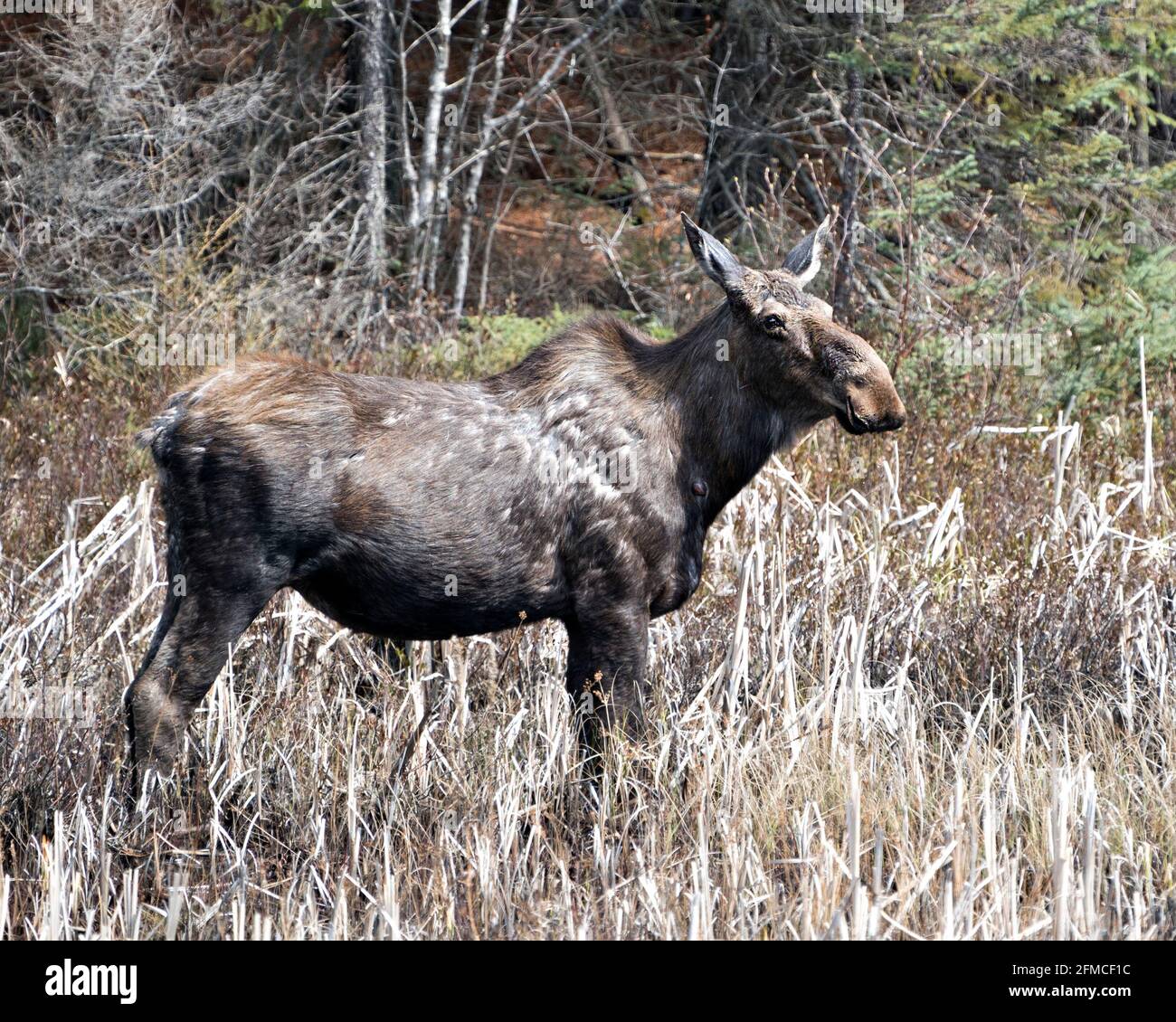Moose side view hi-res stock photography and images - Alamy