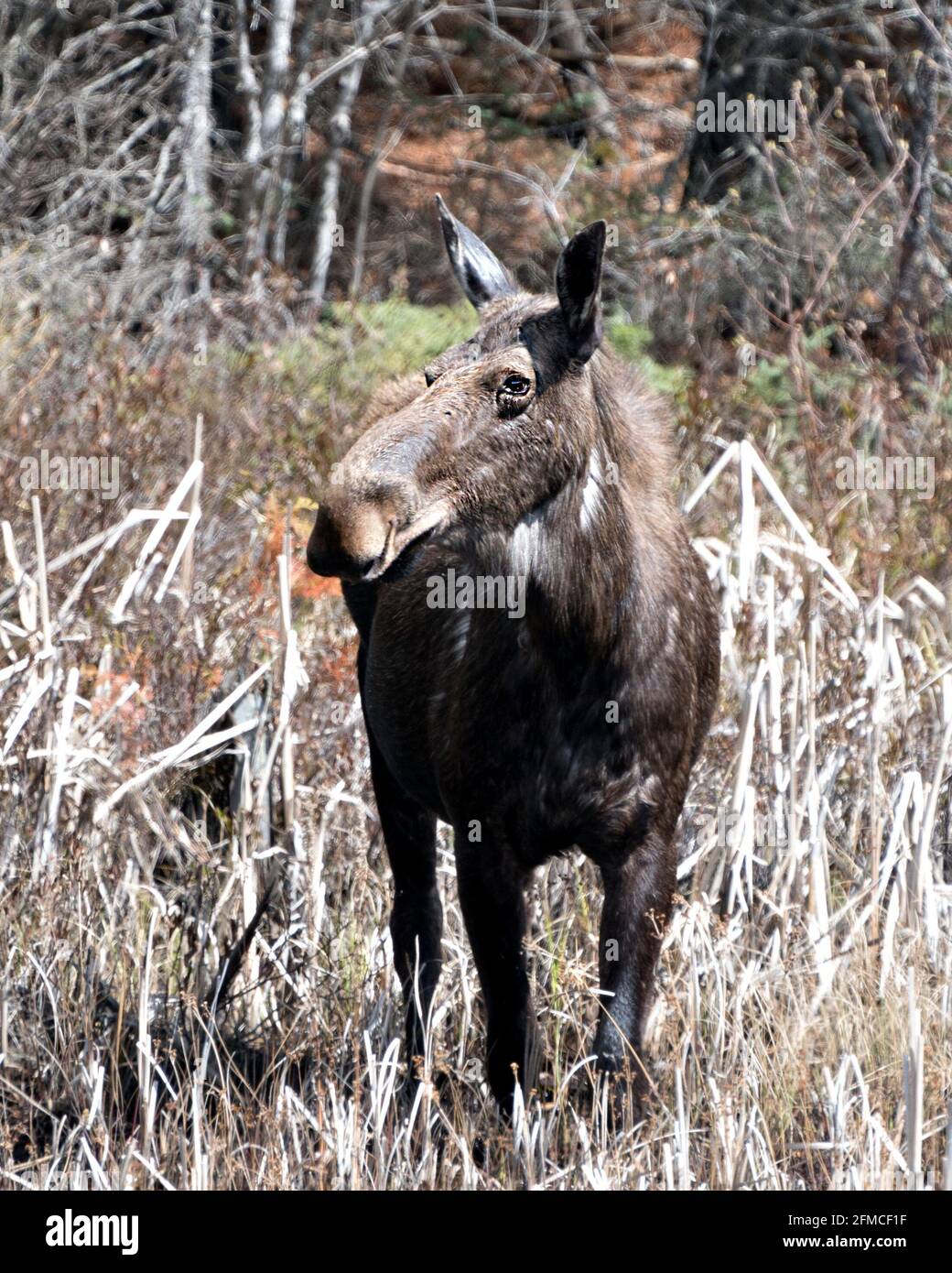 Moose front view, walking in cattail foliage in the forest in the ...