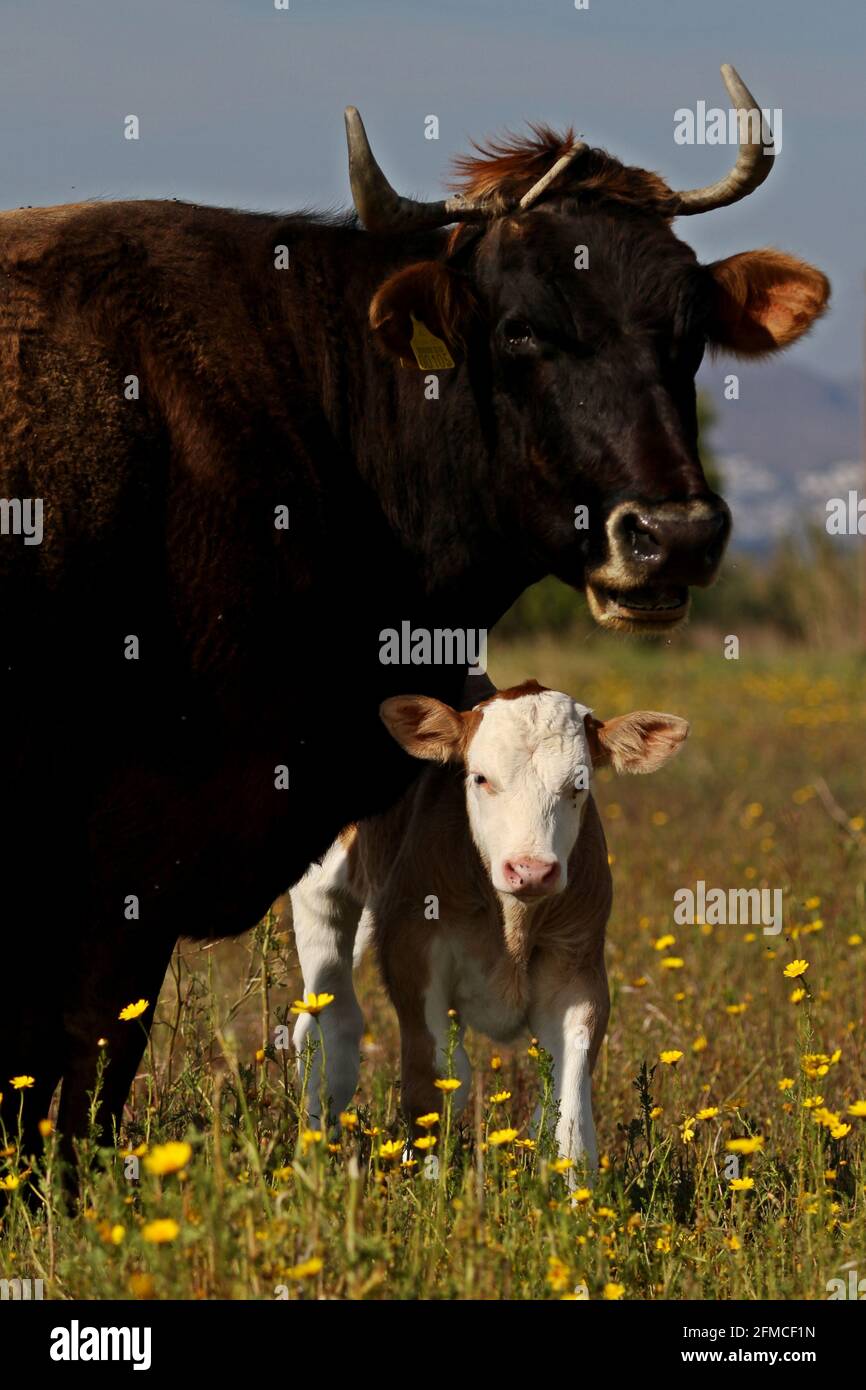 Mama Cow High Resolution Stock Photography and Images - Alamy