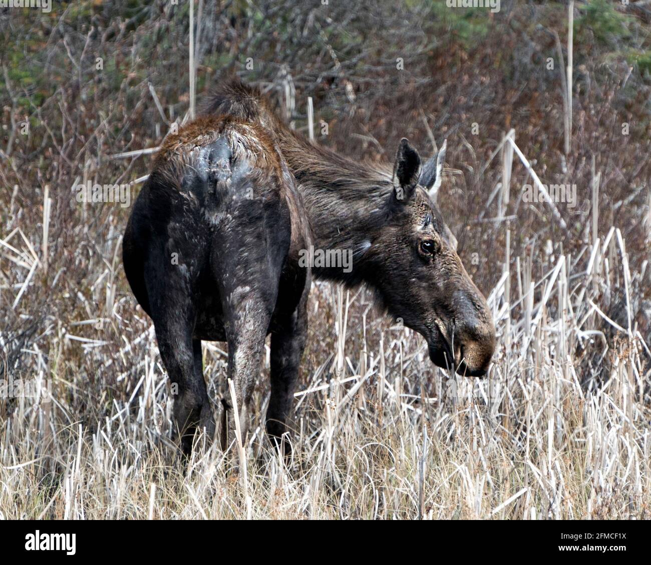 Moose back behind view in cattail foliage in the forest in the ...