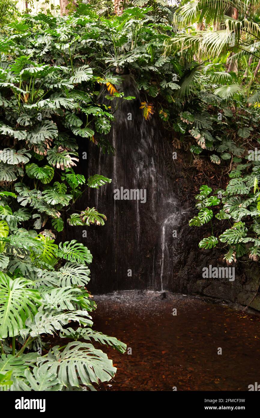 small waterfall in rainforest surrounded by green leaves Stock Photo ...