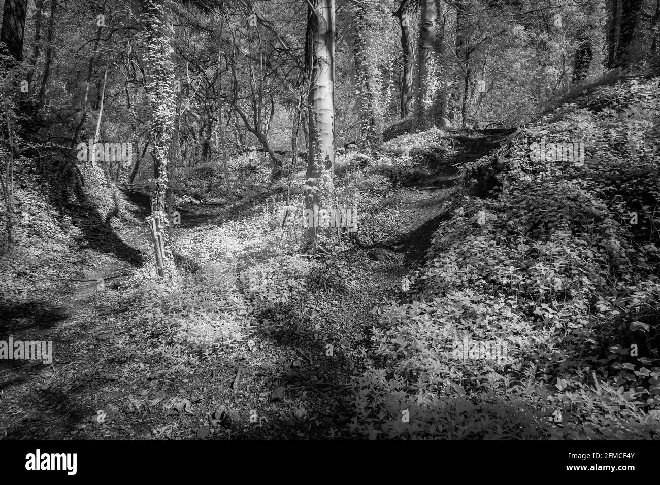 Take the right path Stock Photo - Alamy