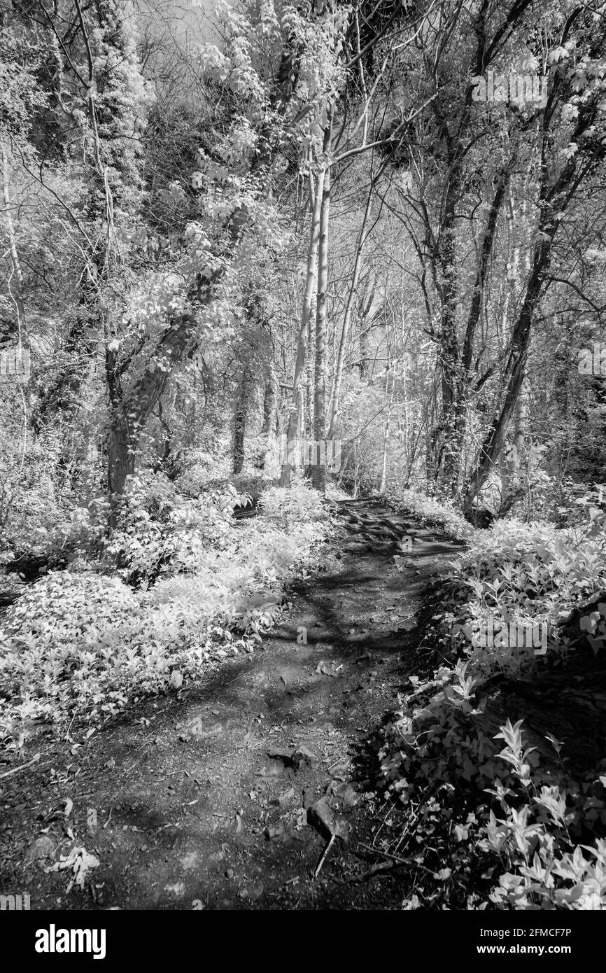 Rough path going into the woods Stock Photo - Alamy