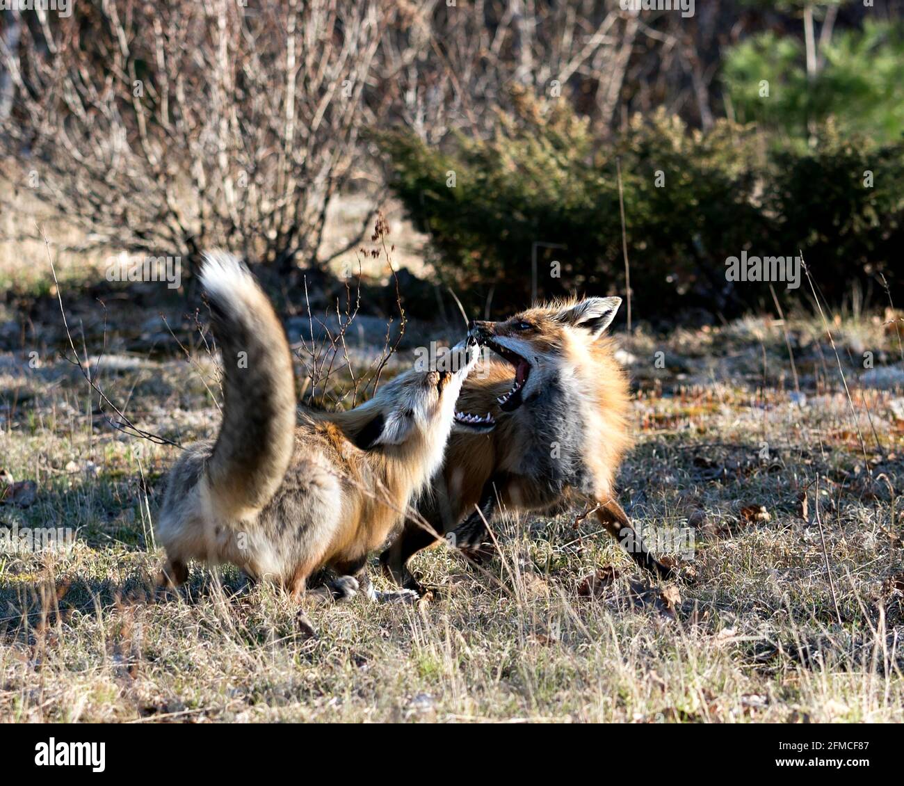 Foxes fighting in the forest with a blur forest background in their ...