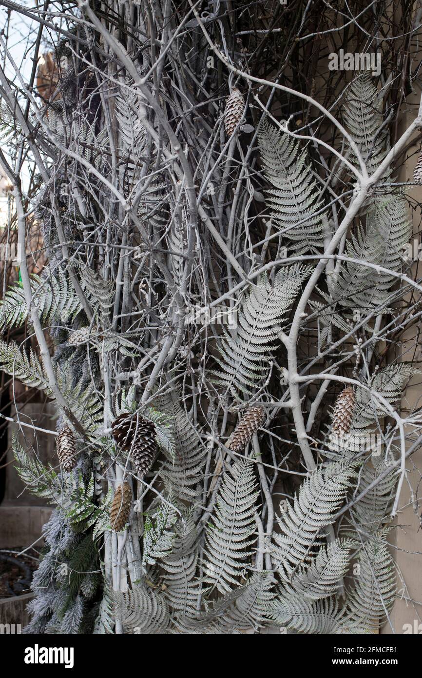 Fern cones hi-res stock photography and images - Alamy