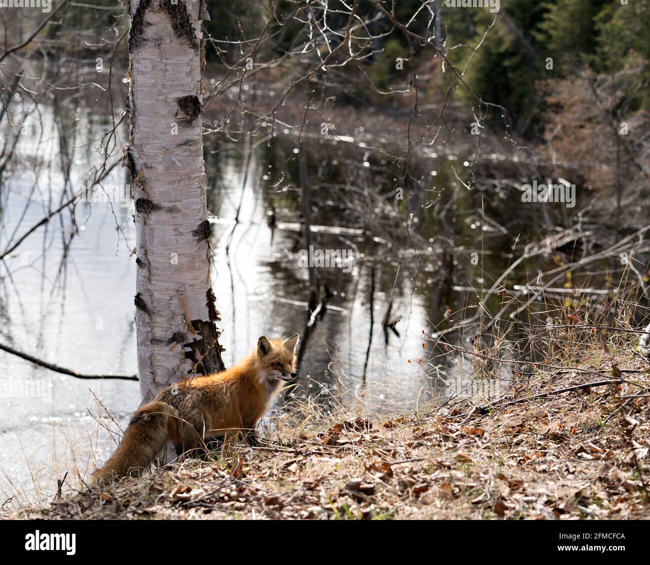 Red fox close-up profile side view standing by the water with a birch ...