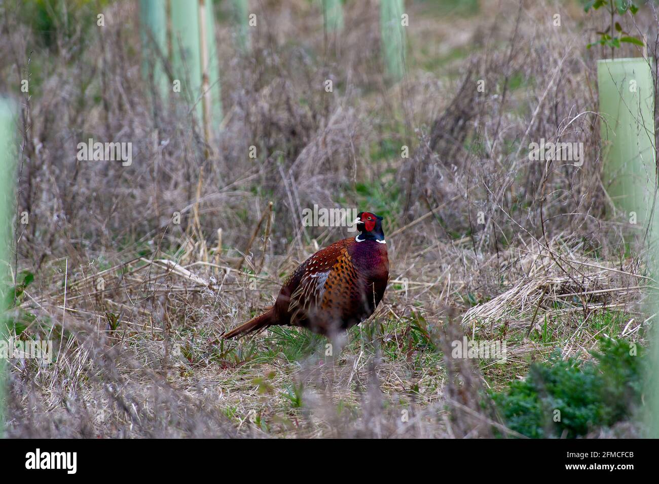 Wendover, Buckinghamshire, UK. 7th May, 2021. A male pheasant with an ...