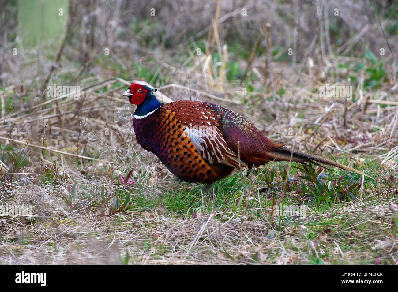 Wendover, Buckinghamshire, UK. 7th May, 2021. A male pheasant with an ...