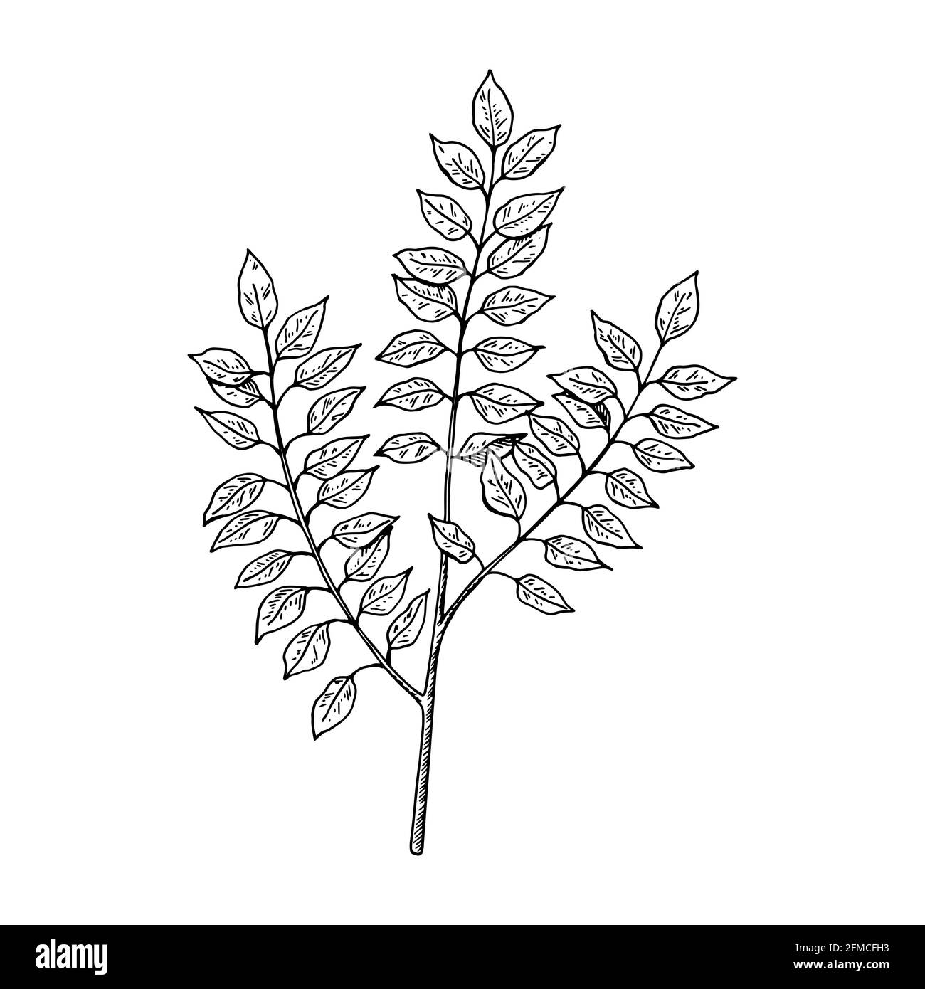 Hand drawn branch with leaves isolated on white. Vector illustration in ...