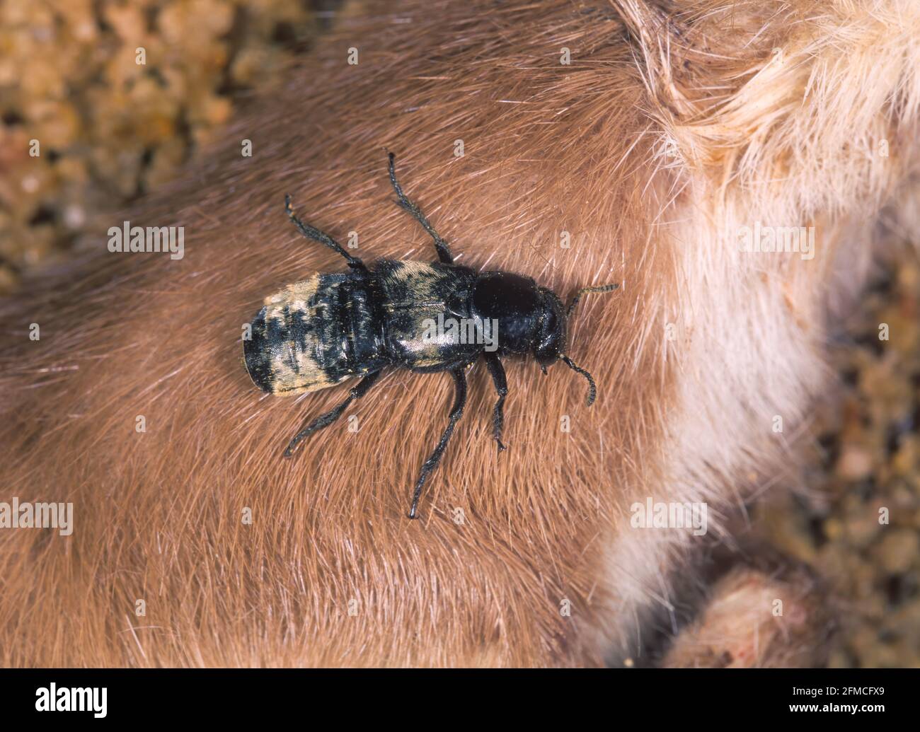 Dead Beetles High Resolution Stock Photography and Images - Alamy