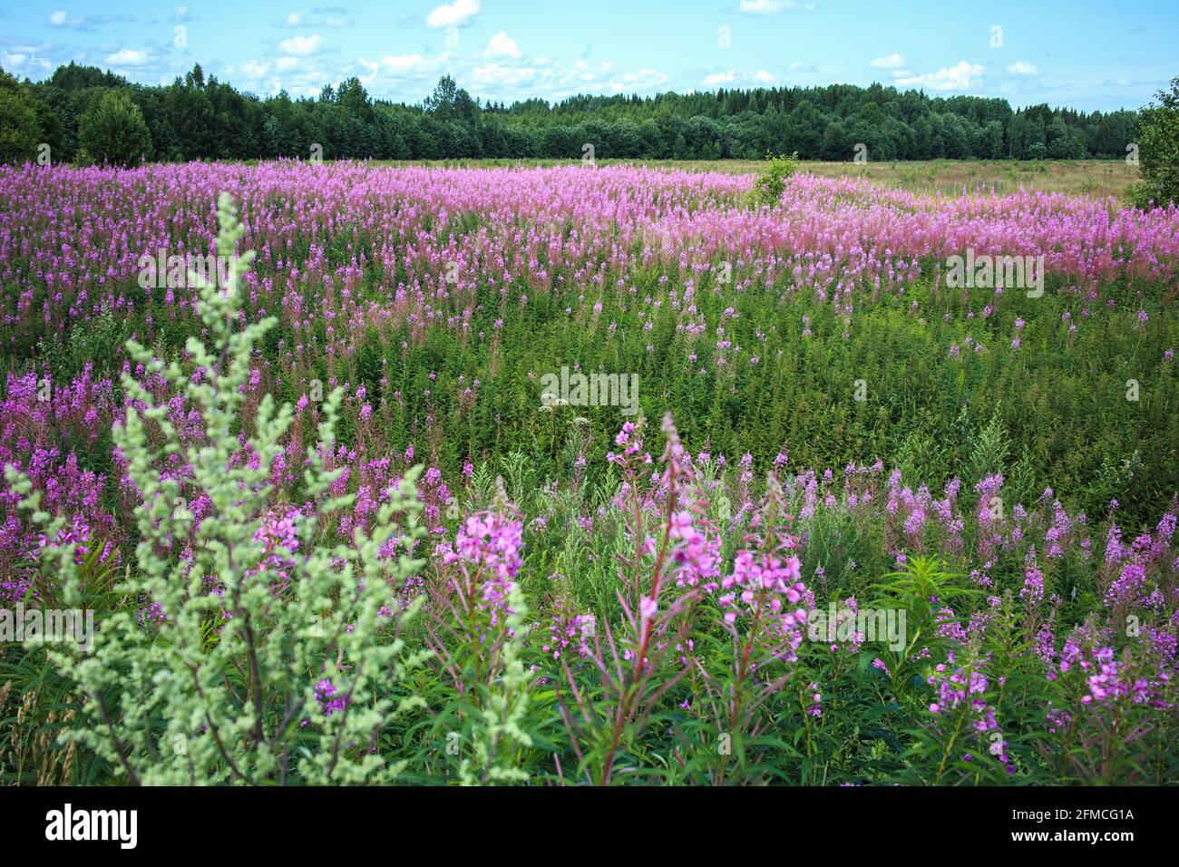 Russia native plants hi-res stock photography and images - Alamy
