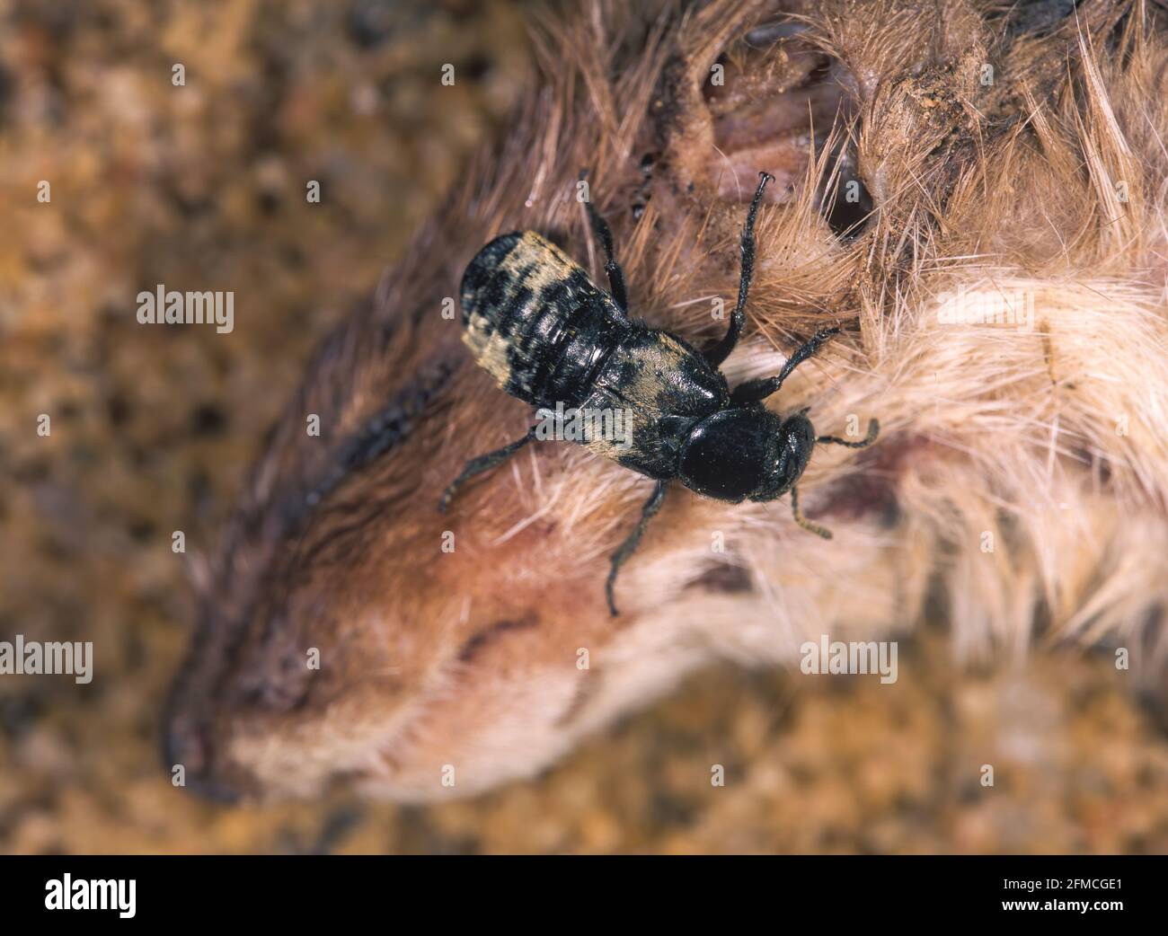 Rove Beetle High Resolution Stock Photography and Images - Alamy