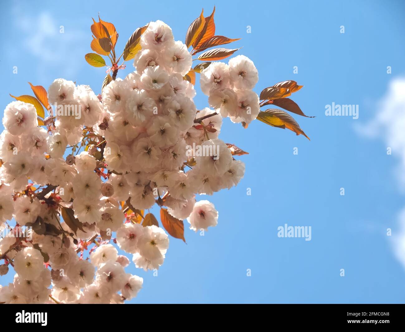 Japanese cherry tree shimidsu blooming Stock Photo - Alamy