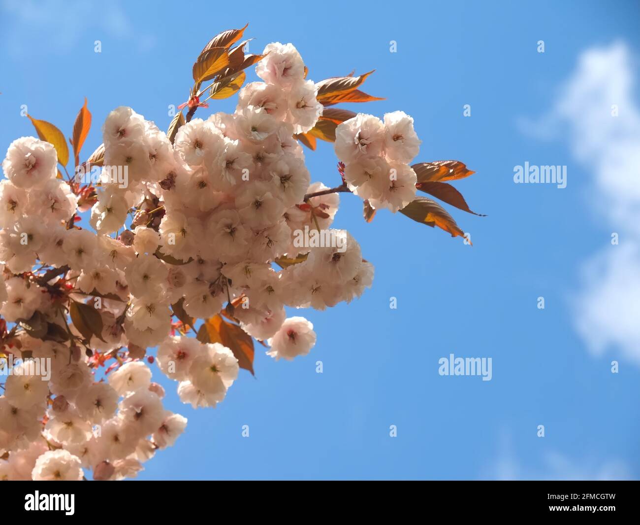 Japanese cherry tree shimidsu blooming Stock Photo - Alamy